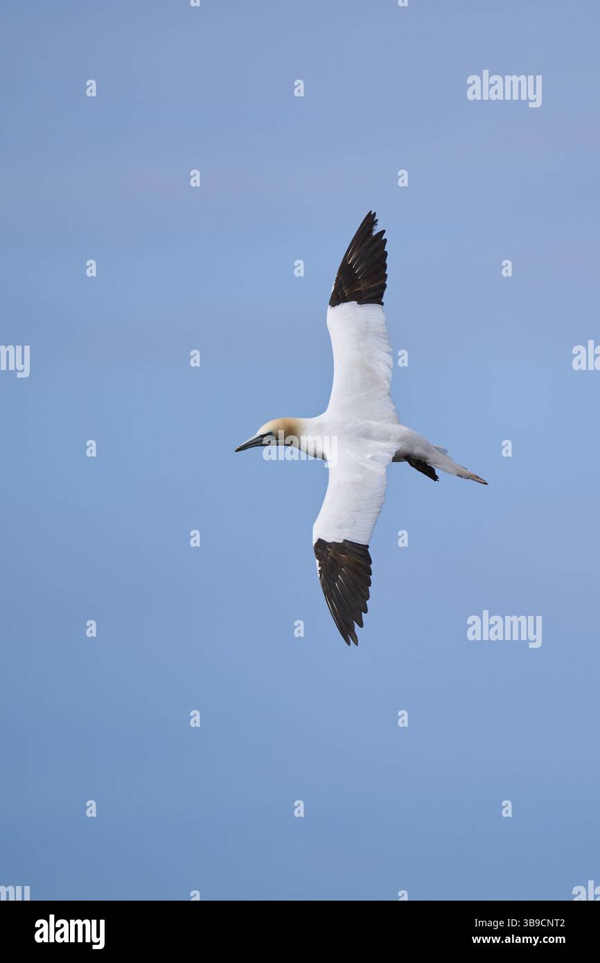 Cliff top view gannets hi-res stock photography and images - Alamy