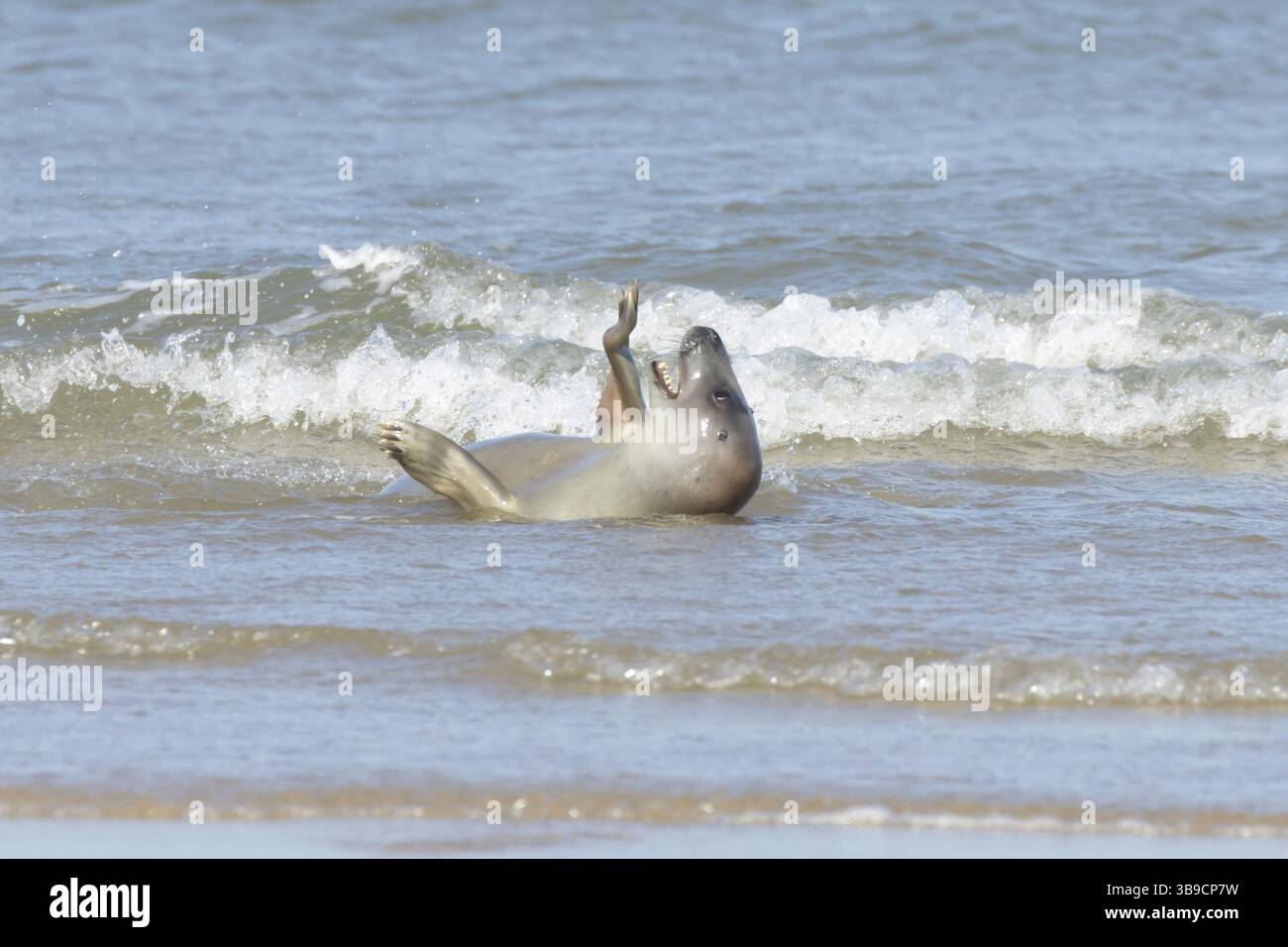 Common or Harbor seal (Phoca vitulina) adult animal in the surf of the ...