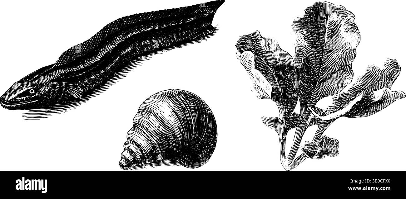 Detailed engraved illustration of eel, shell, and irish moss for ...