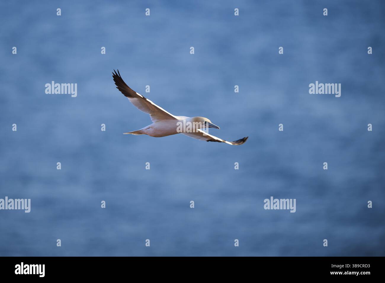 Northern gannet (Morus bassanus) flying over the sea at sunset ...