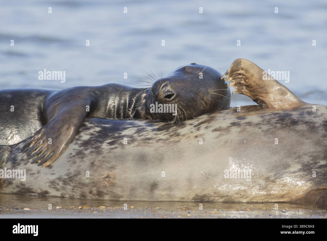 Grey seal (Halichoerus grypus) adult animal hugging another seal whilst ...