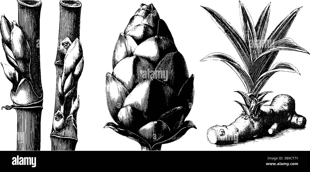 Engraved botanical illustration set featuring bamboo shoot and tropical ...
