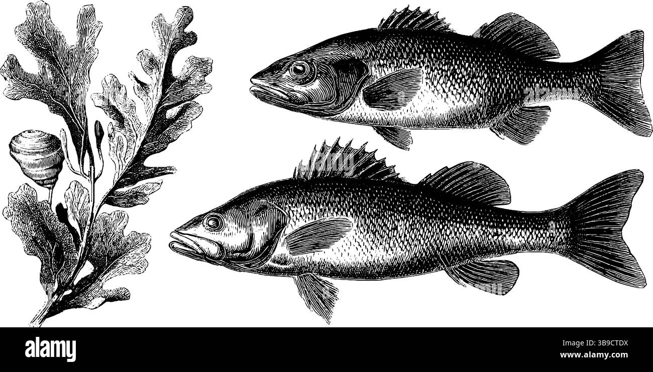 Engraved illustration set featuring perch fish and ulva seaweed for ...