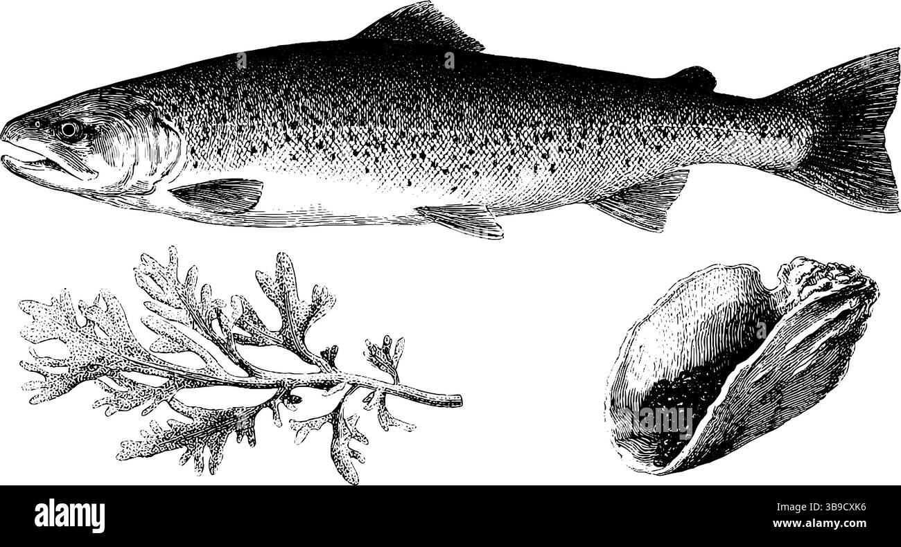 Detailed engraved illustrations of sea trout red algae and seashell for ...