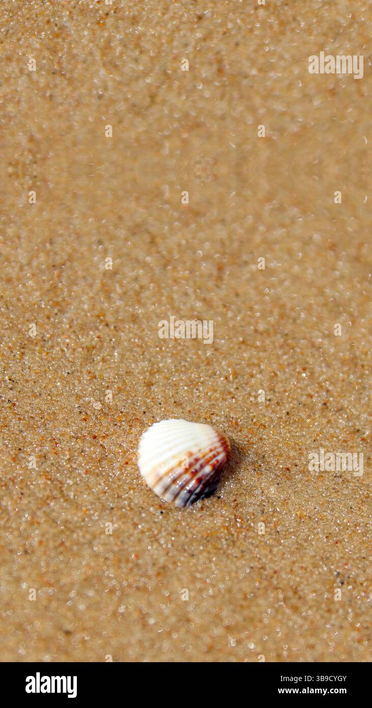 Vertical close-up of a seashell on sand. Beach story or reel background ...