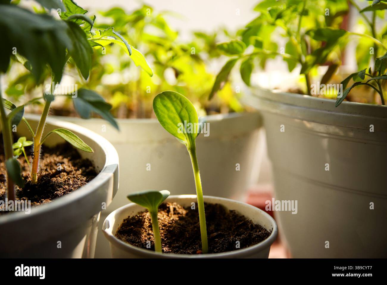 Green seedling in a pot under the sunny spring light. New plant growth ...