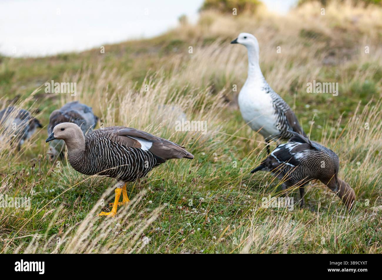 Upland Goose Chloephaga Picta Tierra Del Fuego National Park