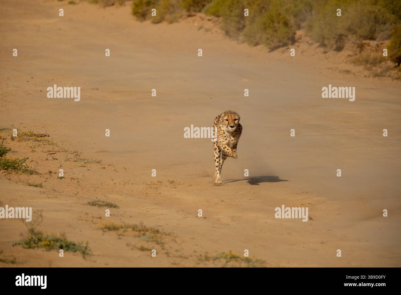 African Cheetah walking along a road Stock Photo - Alamy