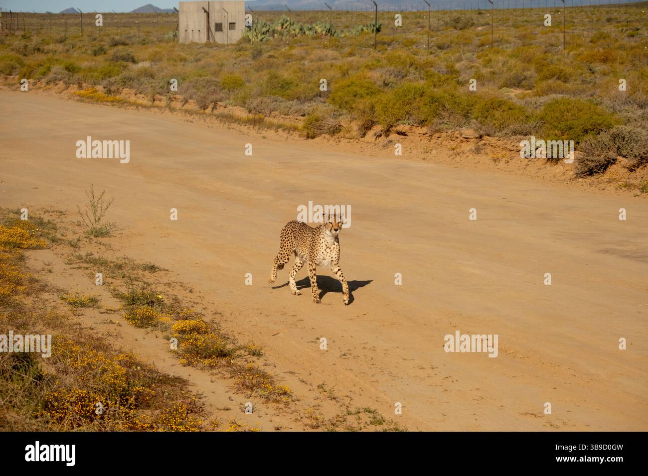 African Cheetah walking along a road Stock Photo - Alamy