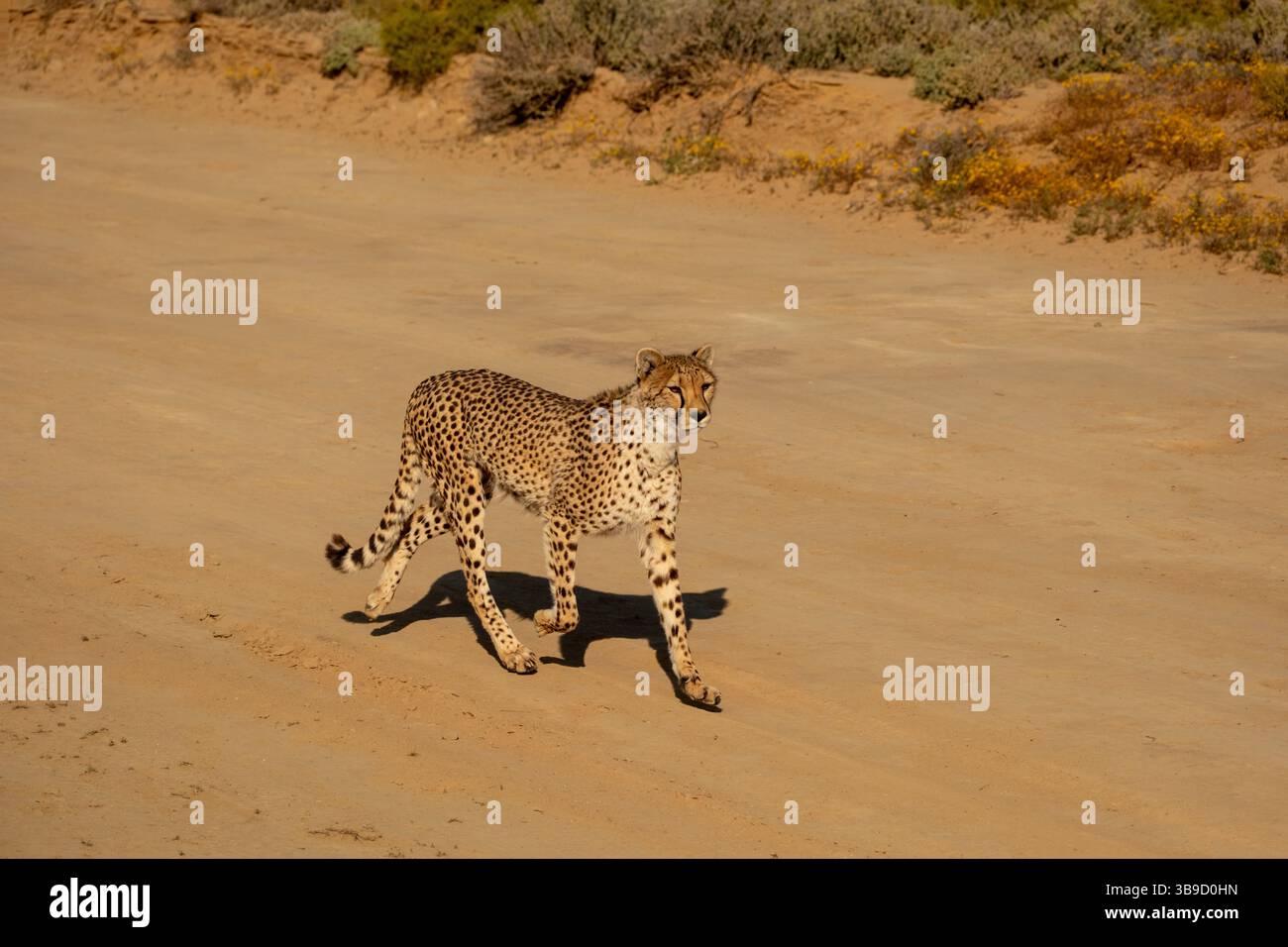 African Cheetah walking along a road Stock Photo - Alamy