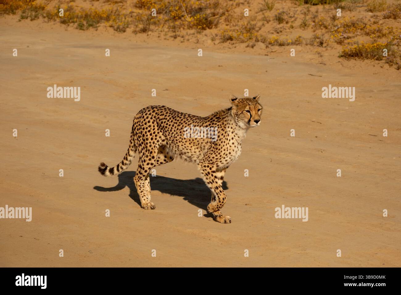 African Cheetah walking along a road Stock Photo - Alamy
