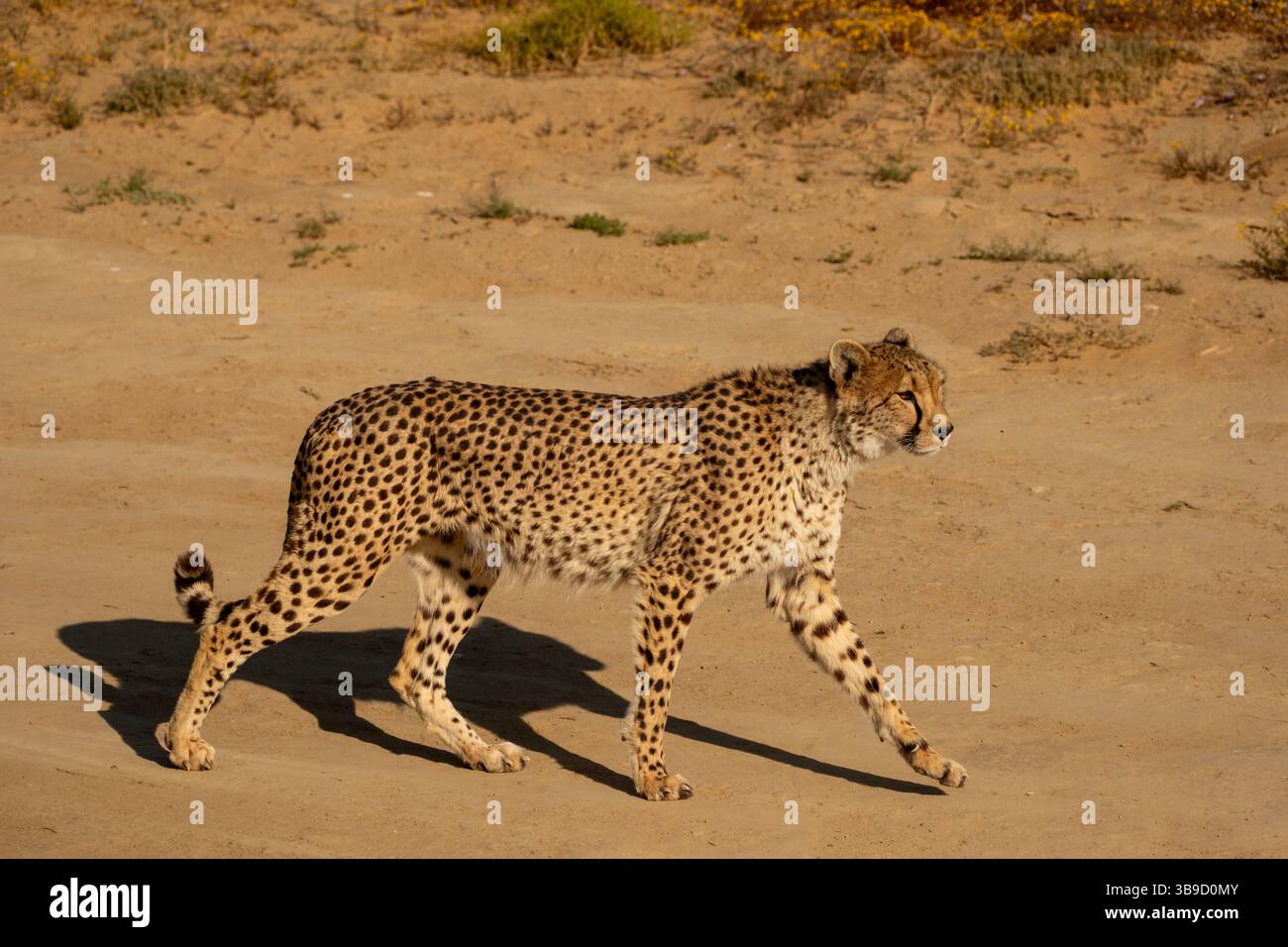 African Cheetah walking along a road Stock Photo - Alamy