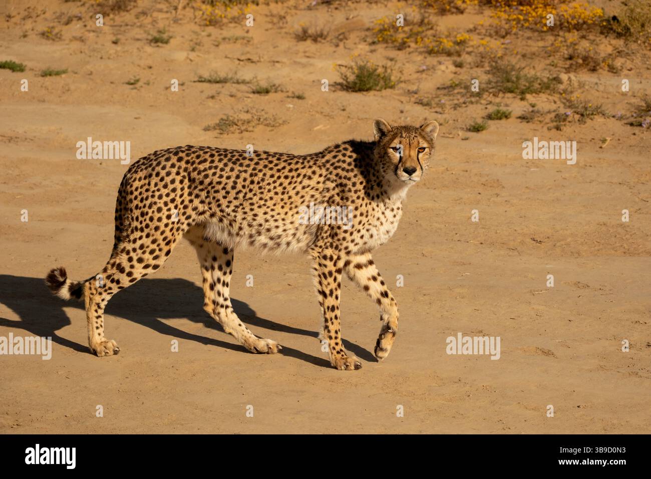 African Cheetah walking along a road Stock Photo - Alamy