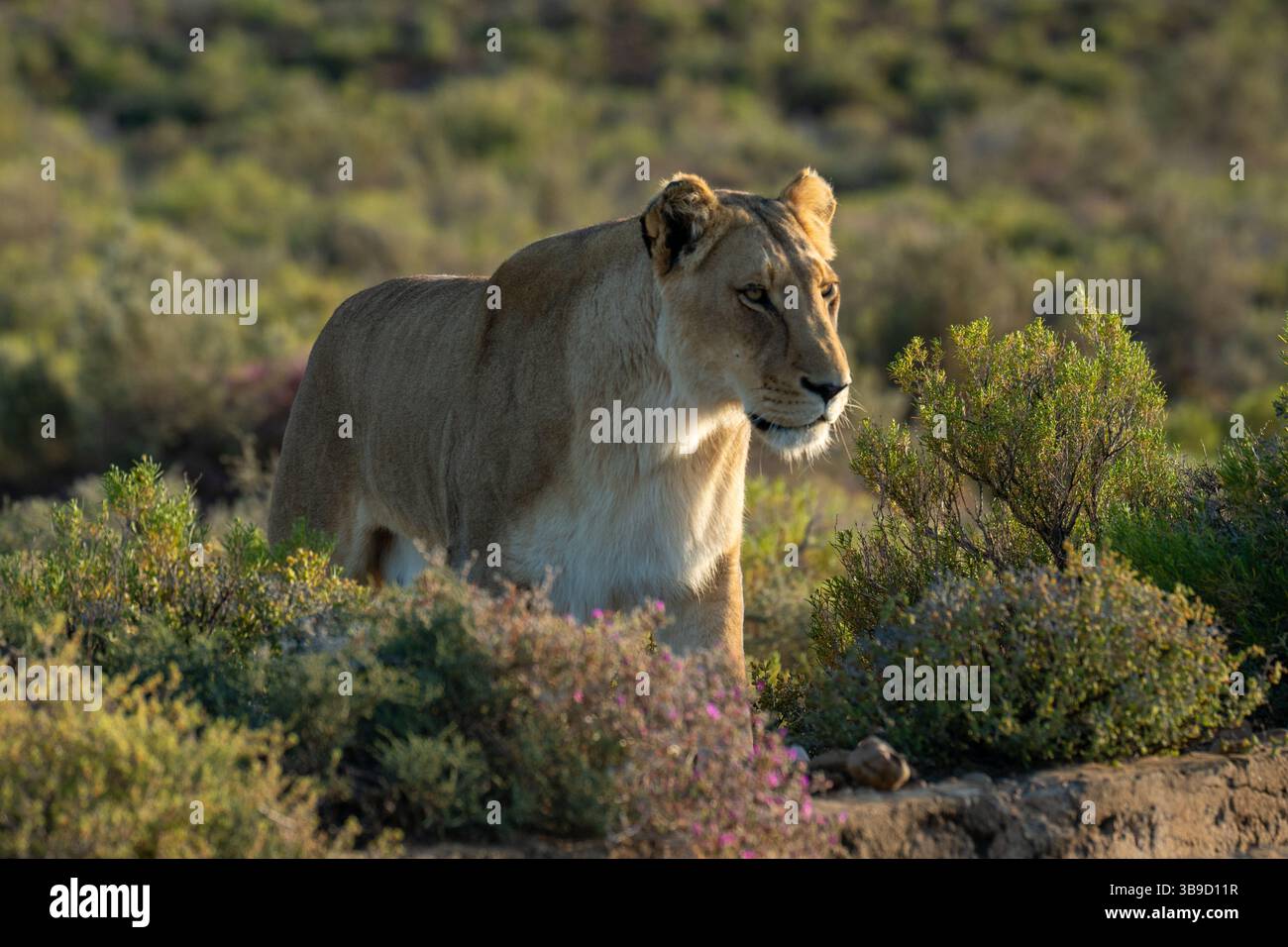 A lioness (female lion) stalking prey across the South African plains ...