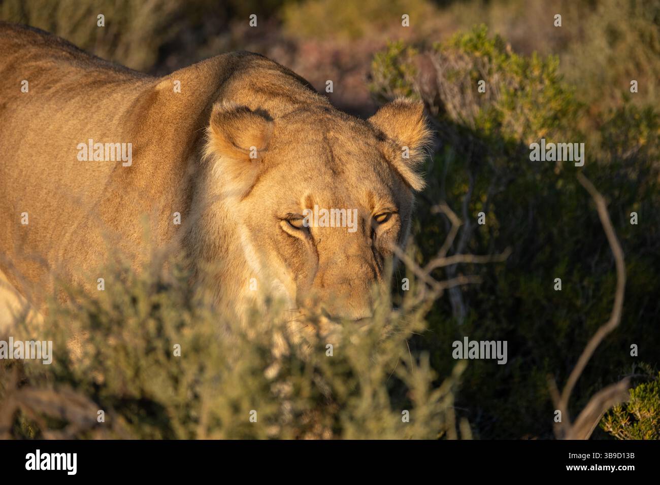 A lioness (female lion) stalking prey across the South African plains ...