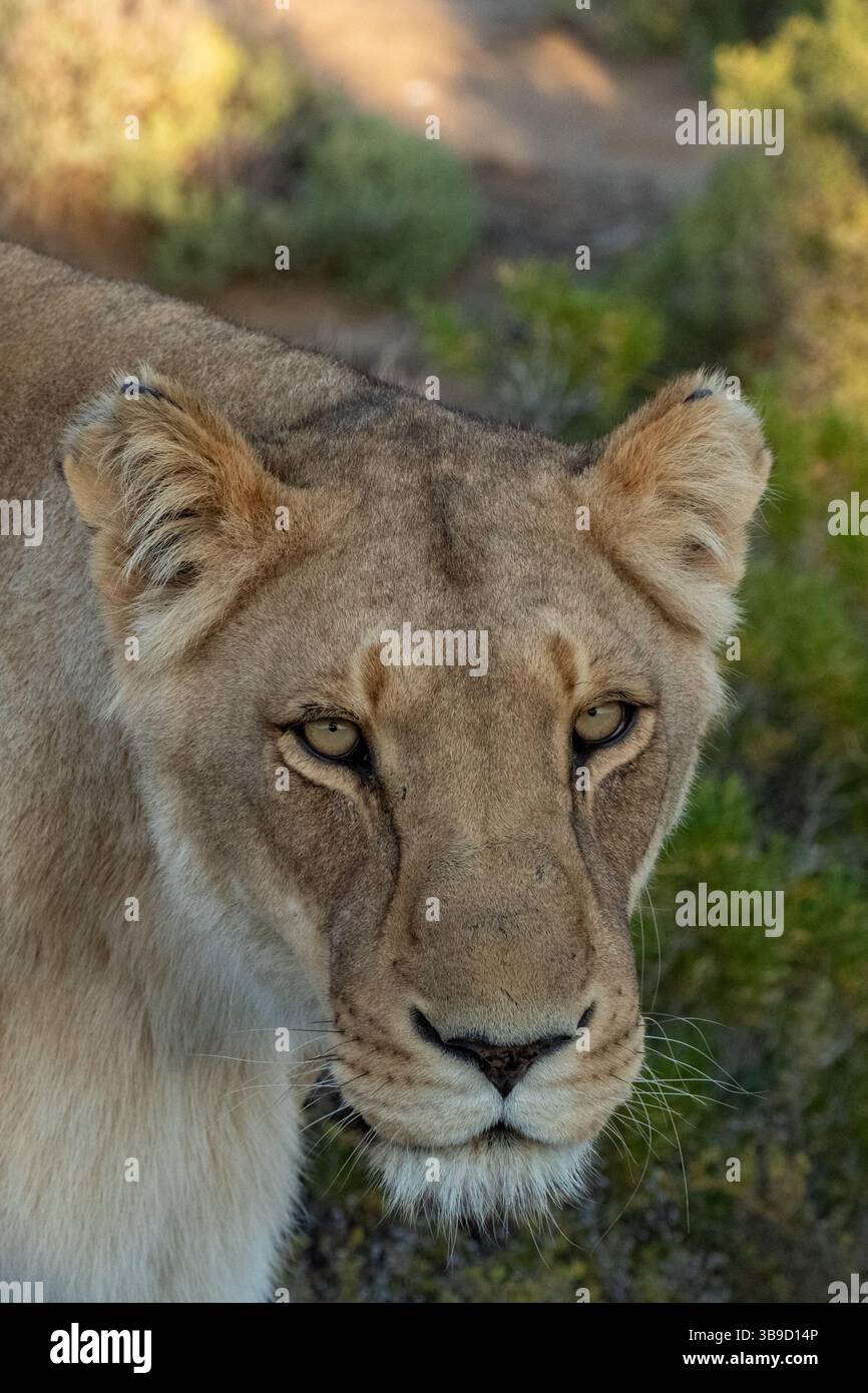 A lioness (female lion) stalking prey across the South African plains ...