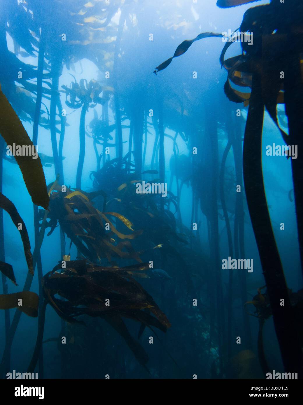 Underwater Kelp Forests in Cape Town, South Africa Stock Photo - Alamy