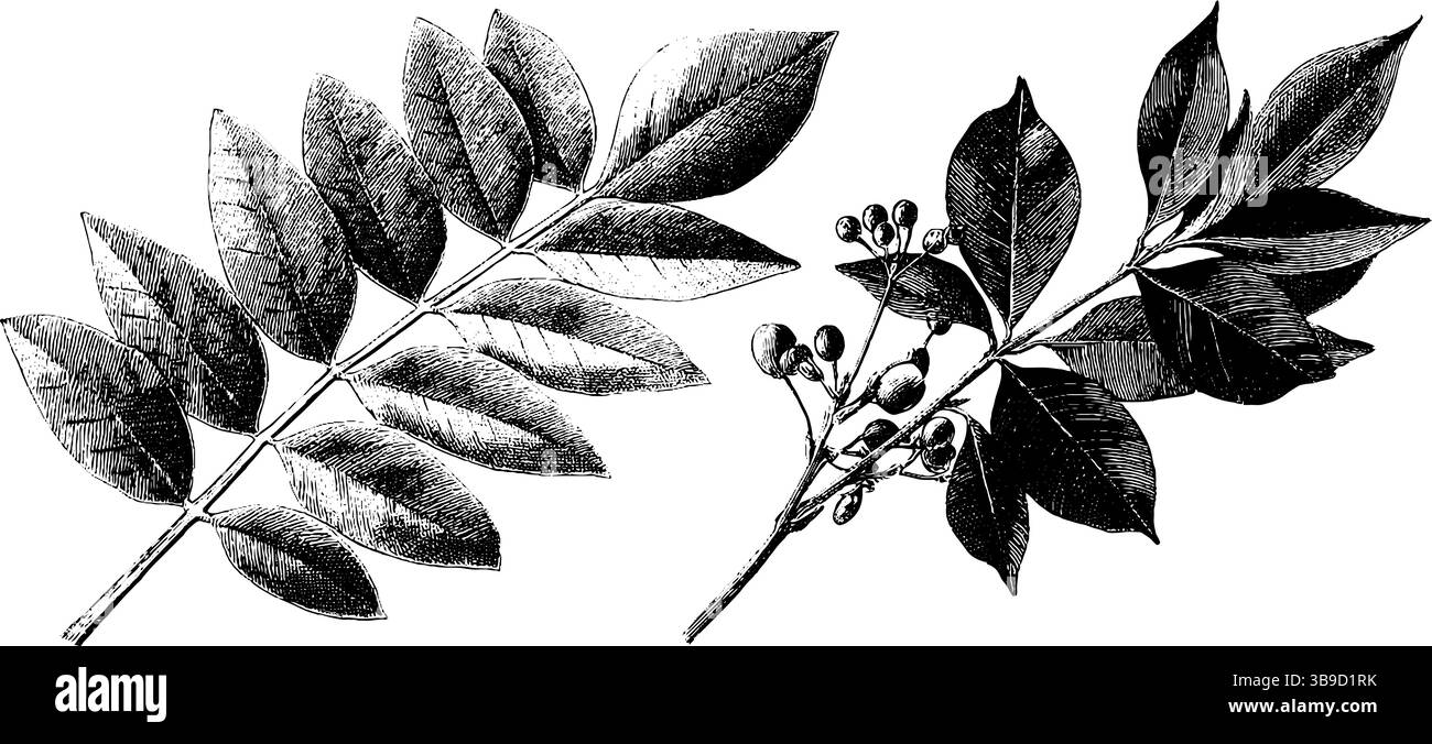 Botanical engraving of curry leaf tree branches for nature and herbal ...