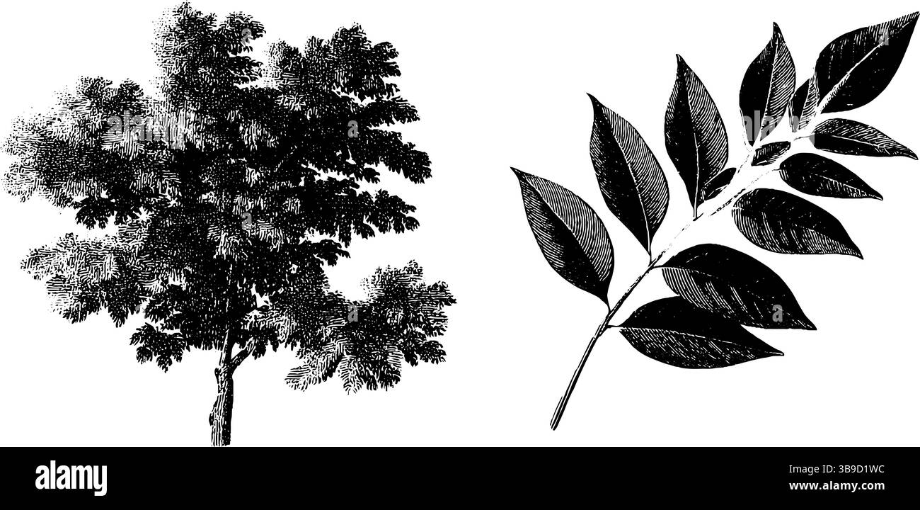 Engraved botanical illustration of curry leaf tree and leaf set for ...