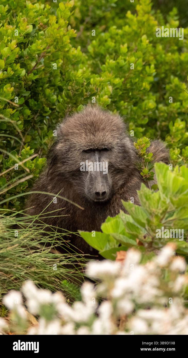 A close-up shot of a baboon in South Africa, gazing directly into the ...
