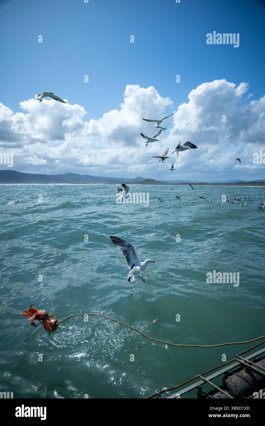 A dynamic shot of sea birds soaring above the ocean, hunting for food ...