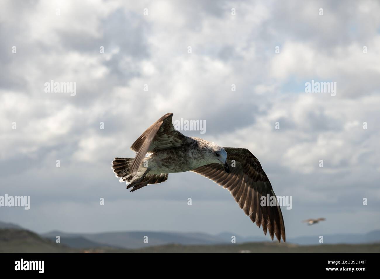 A dynamic shot of sea birds soaring above the ocean, hunting for food ...
