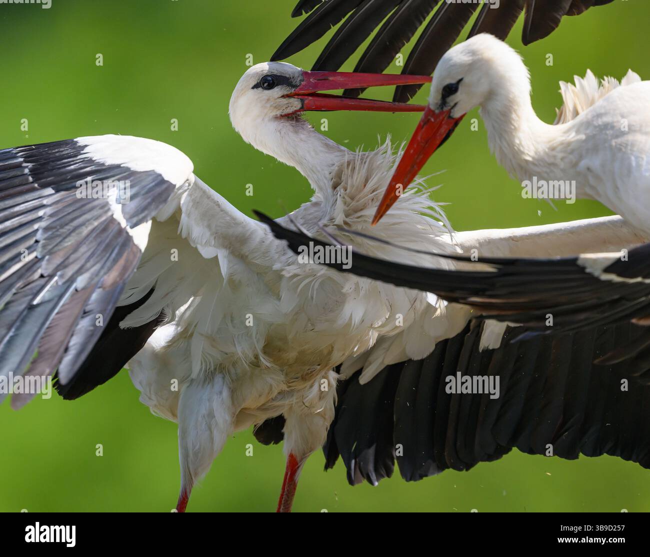 Treplin, Germany. 09th May, 2025. A white stork (l) defends its nest ...