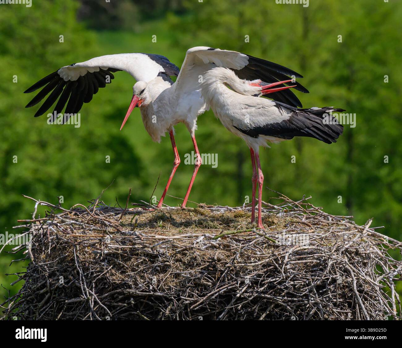 Treplin, Germany. 09th May, 2025. A pair of storks stand on a nest ...