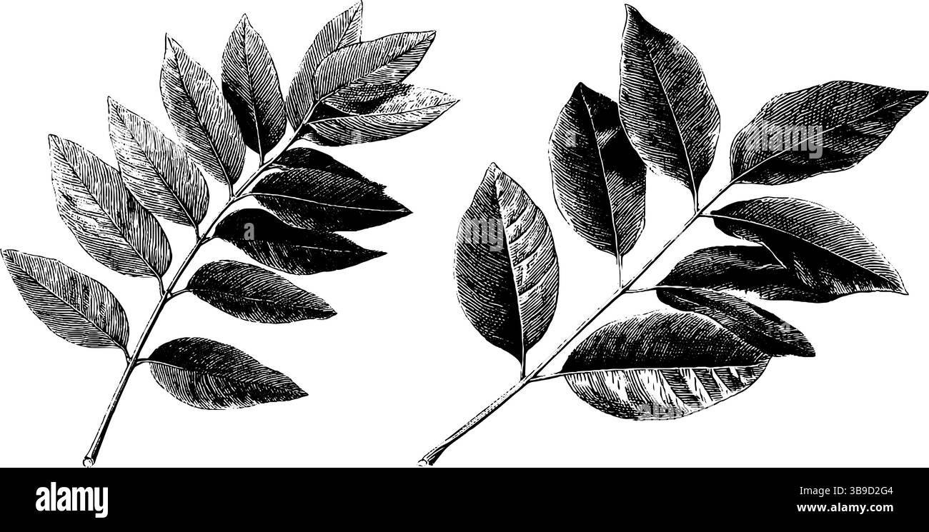 The leaves of the curry tree Stock Vector Images - Alamy