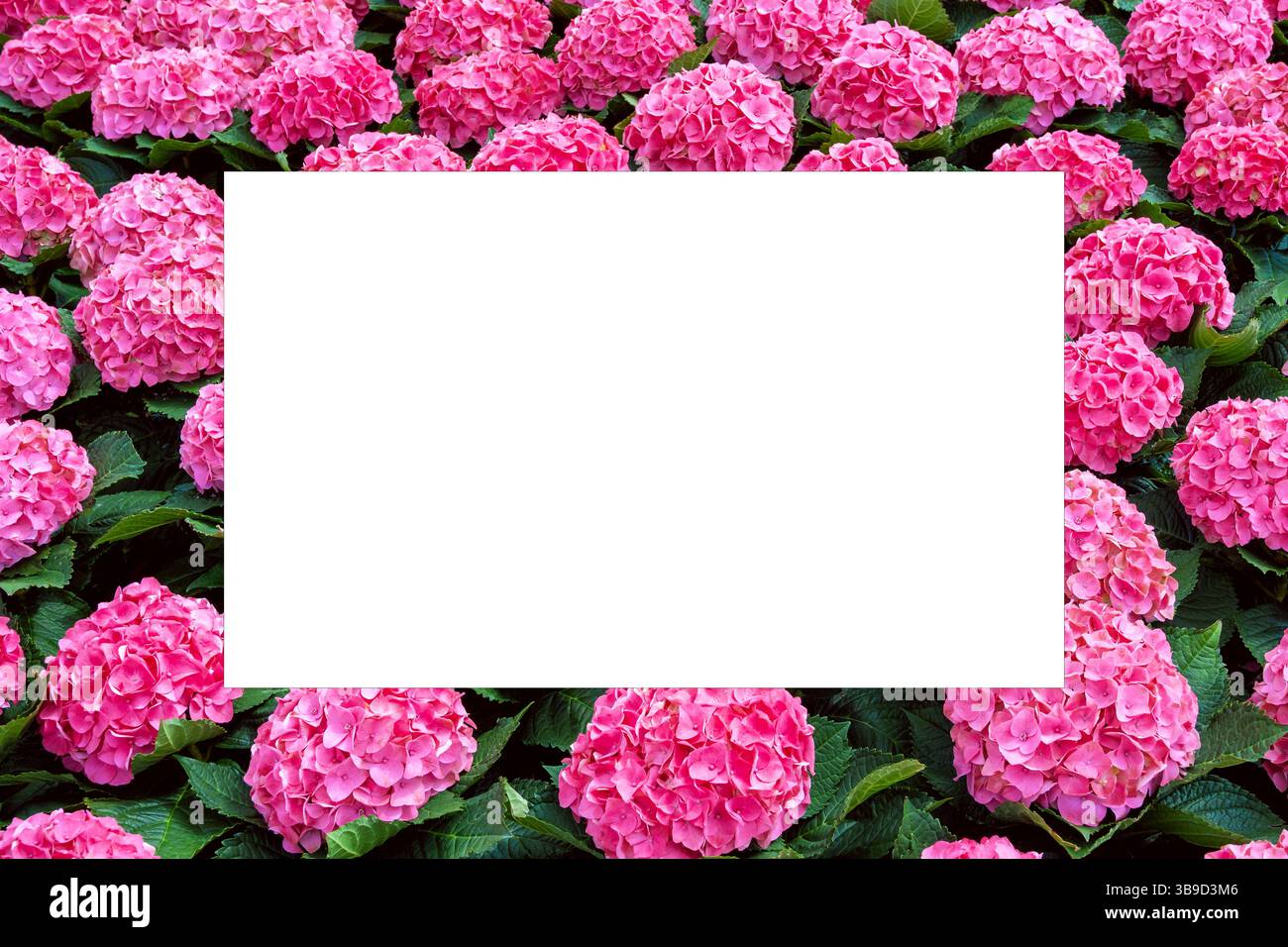 Panoramic Flat Lay layout of a blank paper map sheet on a pink ...