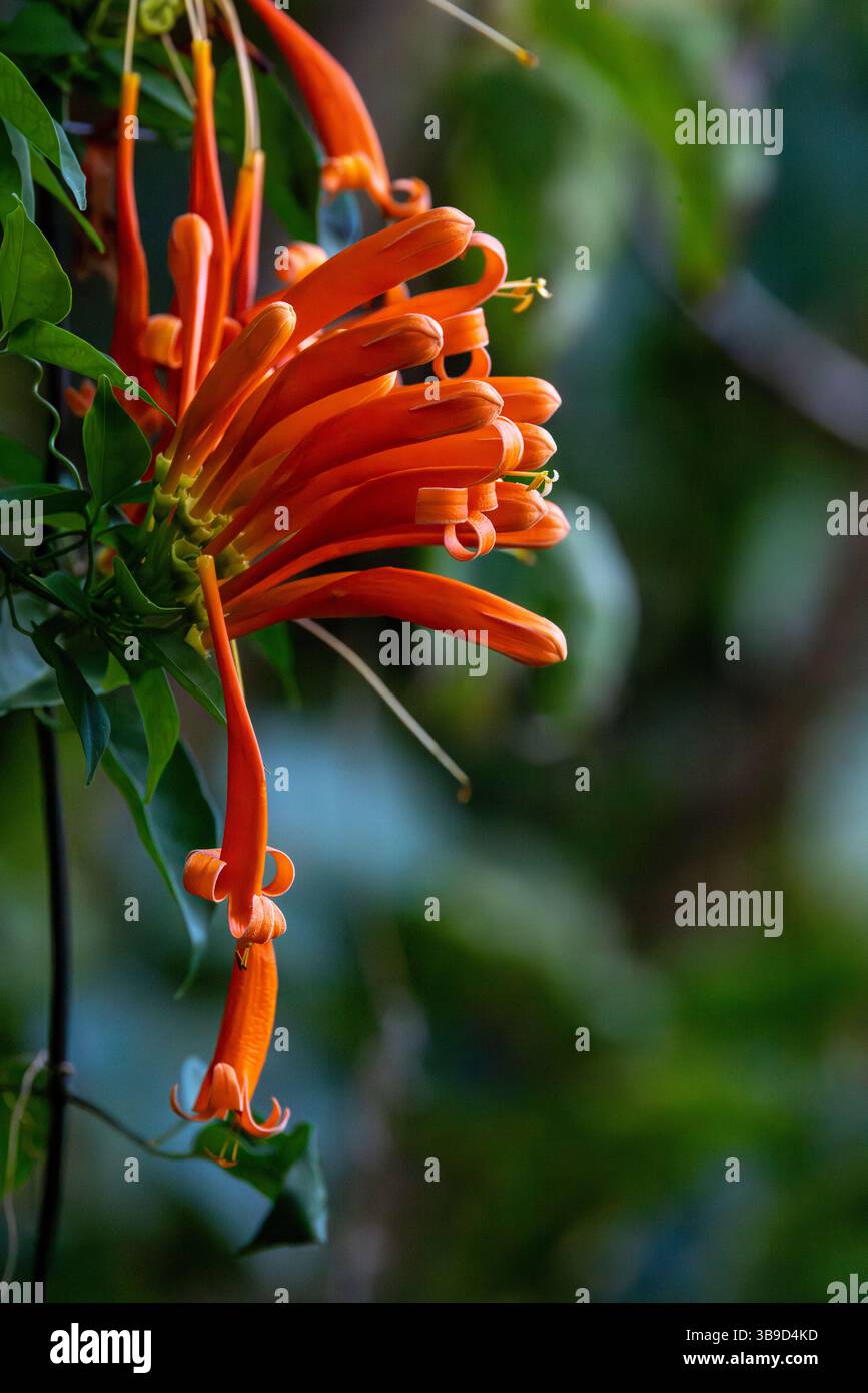 Pyrostegia orange trumpet vine hi-res stock photography and images - Alamy