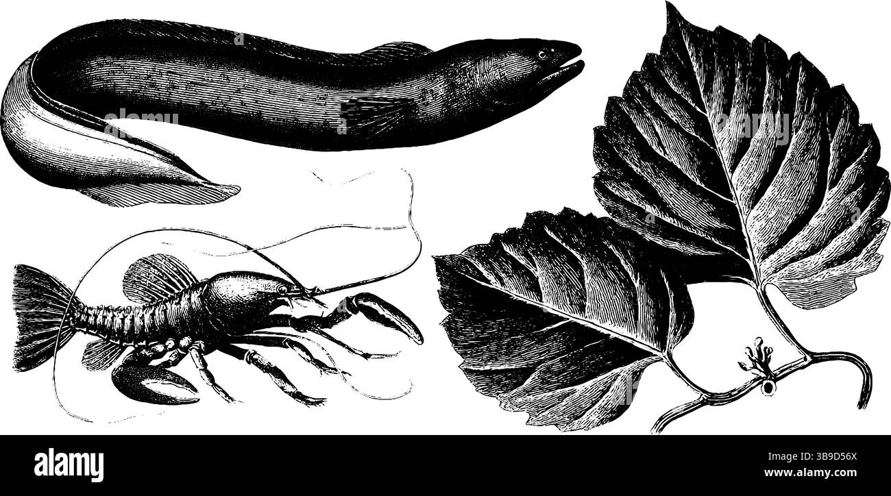 Intricate engravings of moray eel, lobster, and leafy kombu seaweed for ...