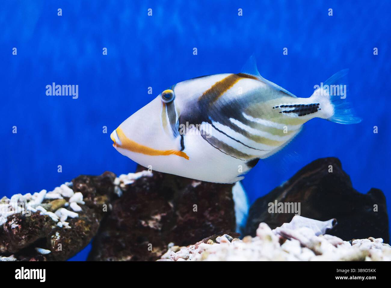 The so-called Picasso fish, also known as the lagoon triggerfish in the ...