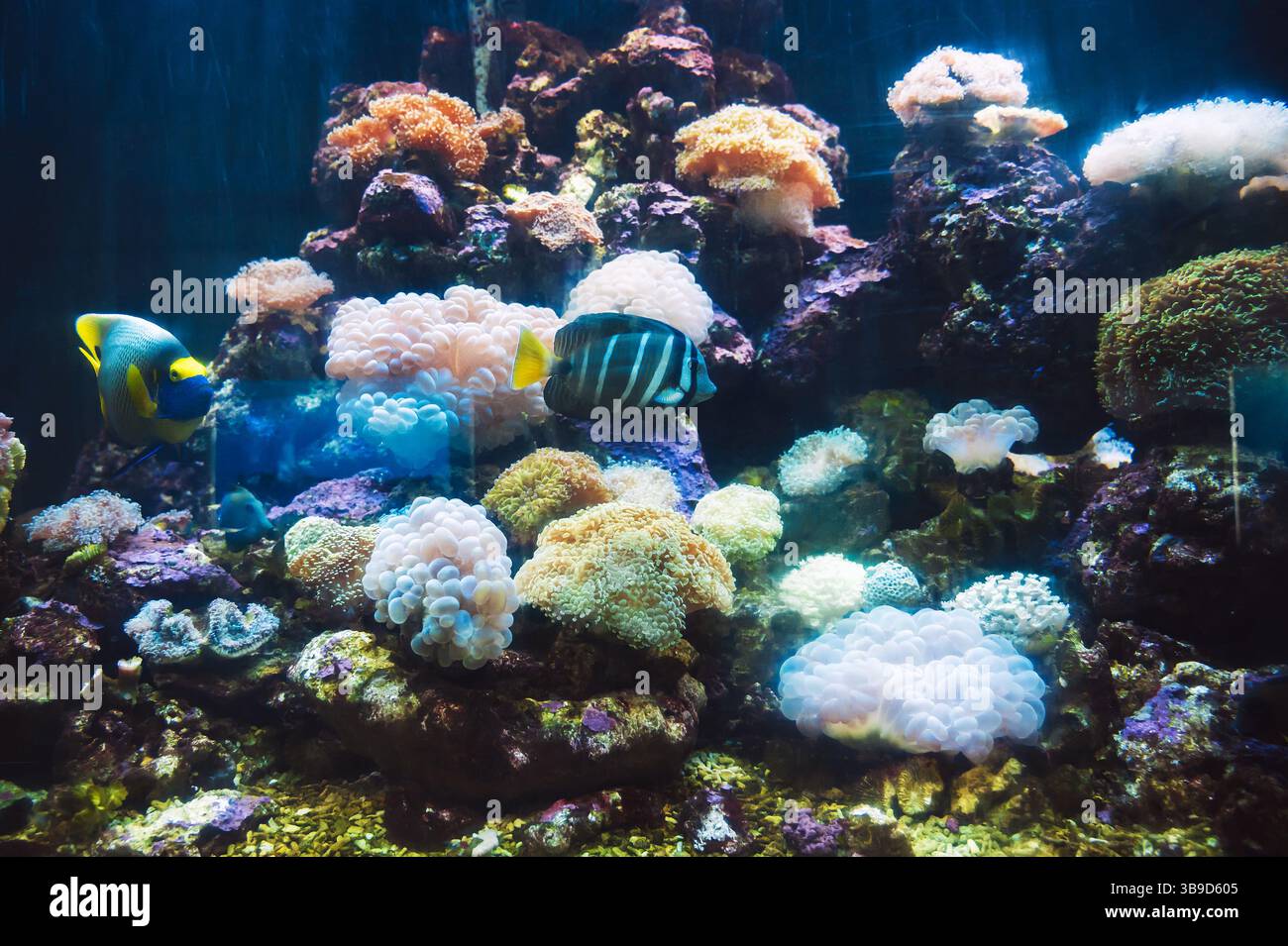 A picturesque coral reef at the bottom of a saltwater aquarium Stock ...