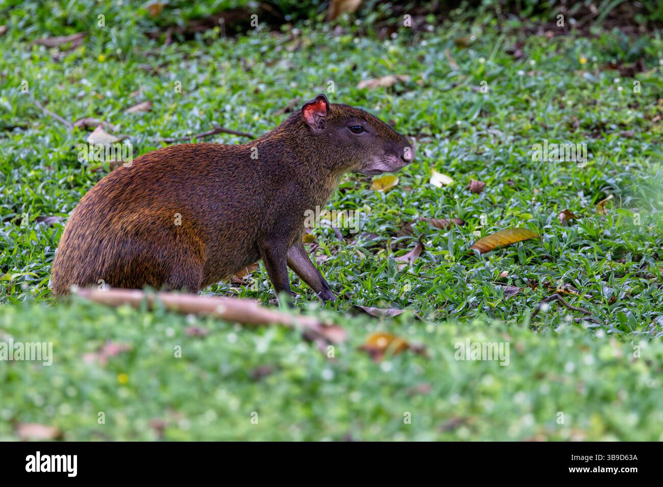 Black red agouti hi-res stock photography and images - Alamy