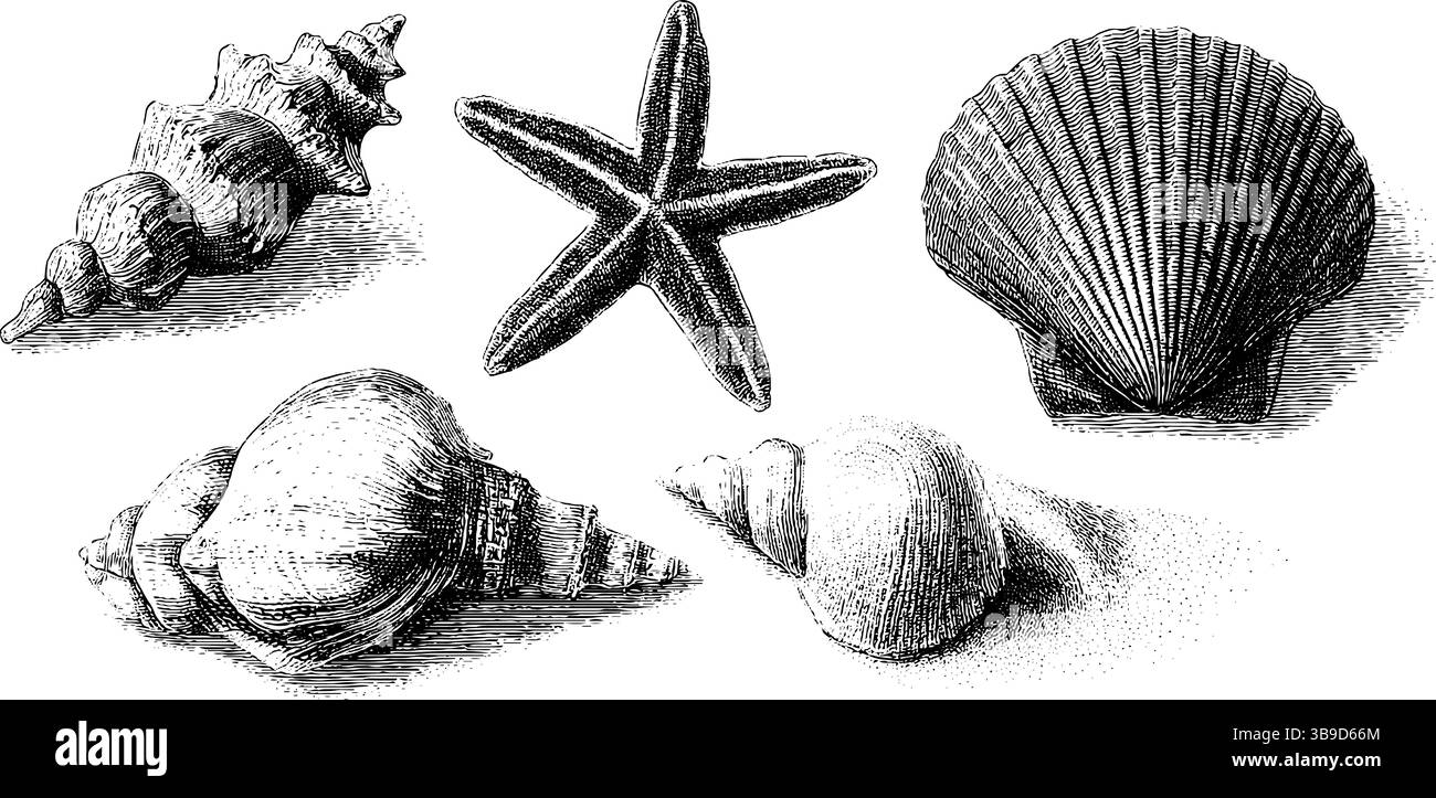 Engraved seashell and starfish collection for coastal decor and marine ...