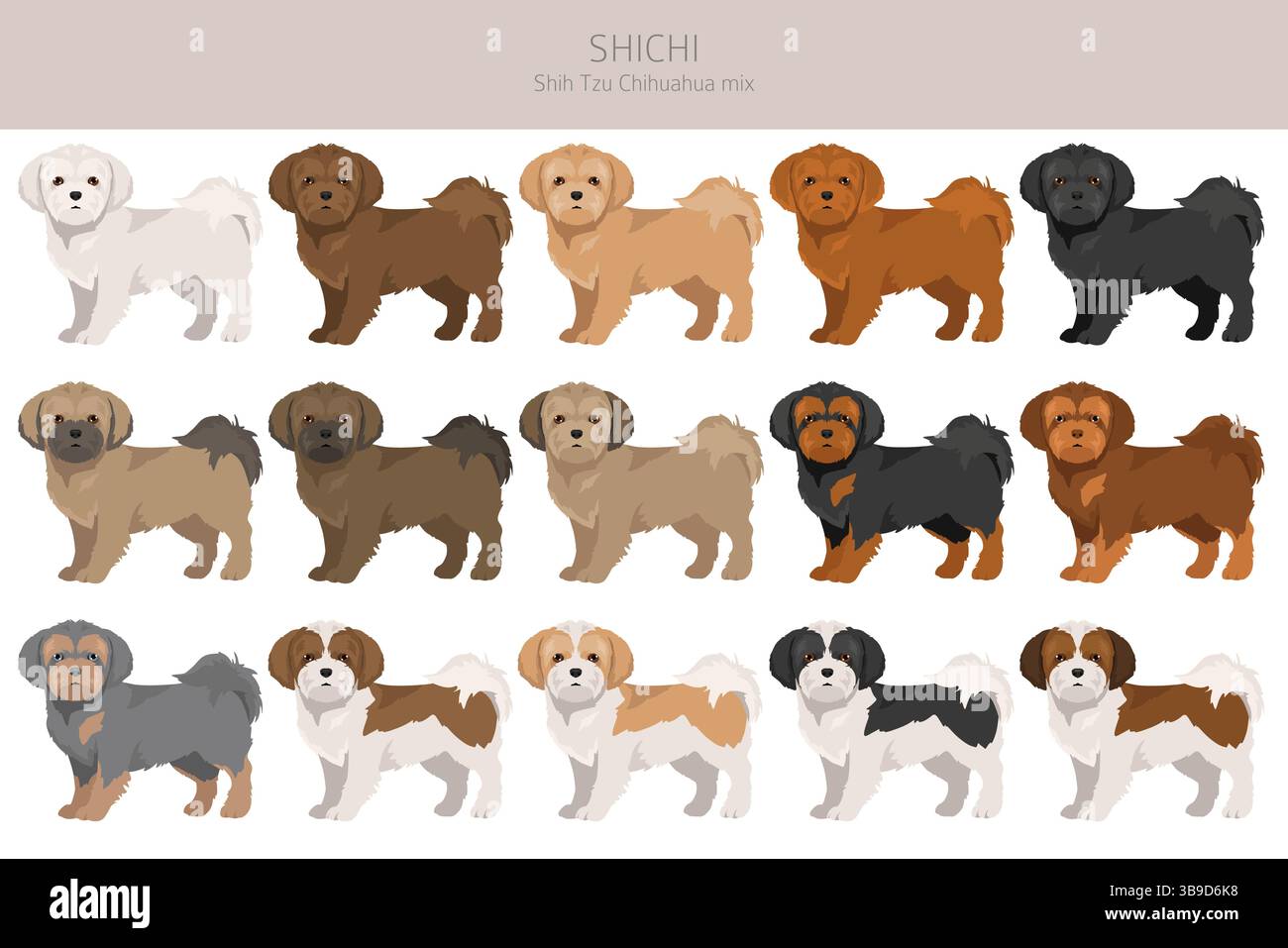 ShiChi clipart. Shih-Tzu Chihuahua mix. Different coat colors set ...