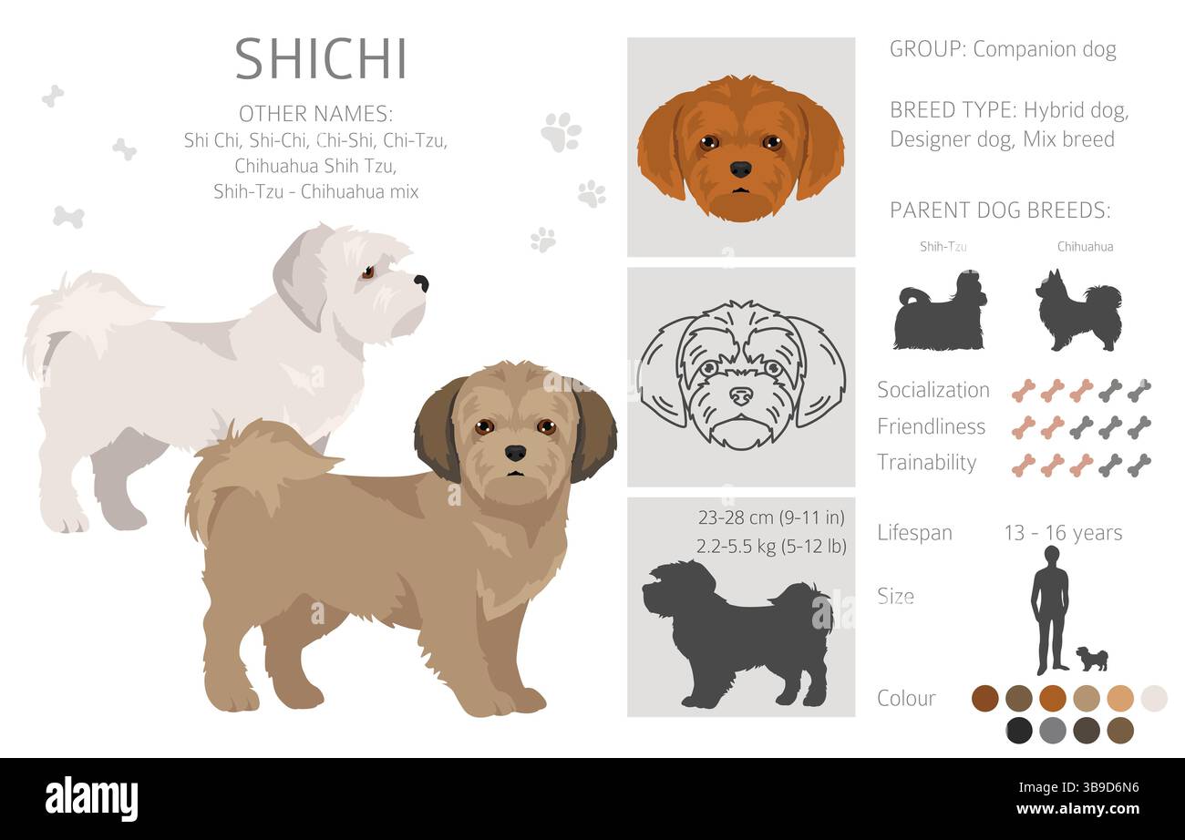ShiChi clipart. Shih-Tzu Chihuahua mix. Different coat colors set ...