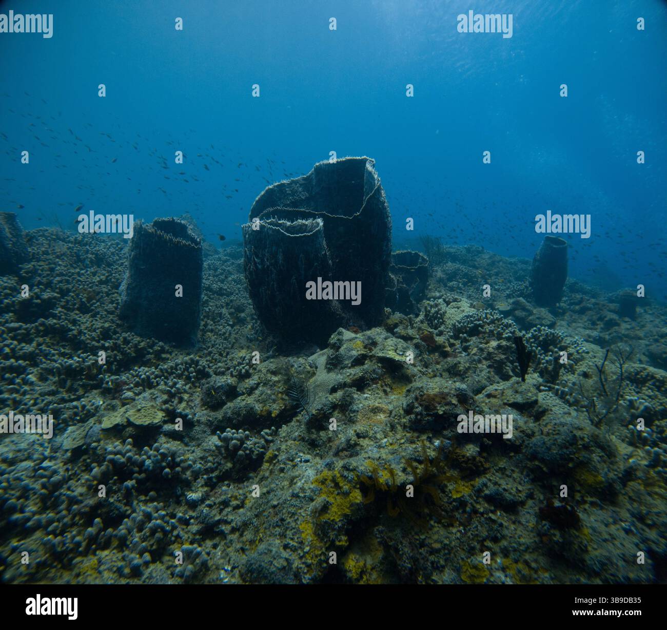 Underwater coral reef with turqoise crystal clear blue water near Saint ...