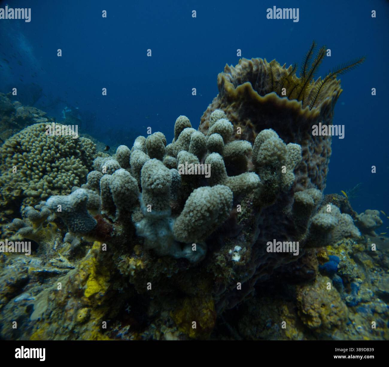 Underwater coral reef with turqoise crystal clear blue water near Saint ...