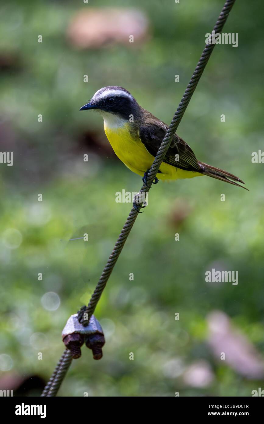 Social flycatcher hi-res stock photography and images - Alamy