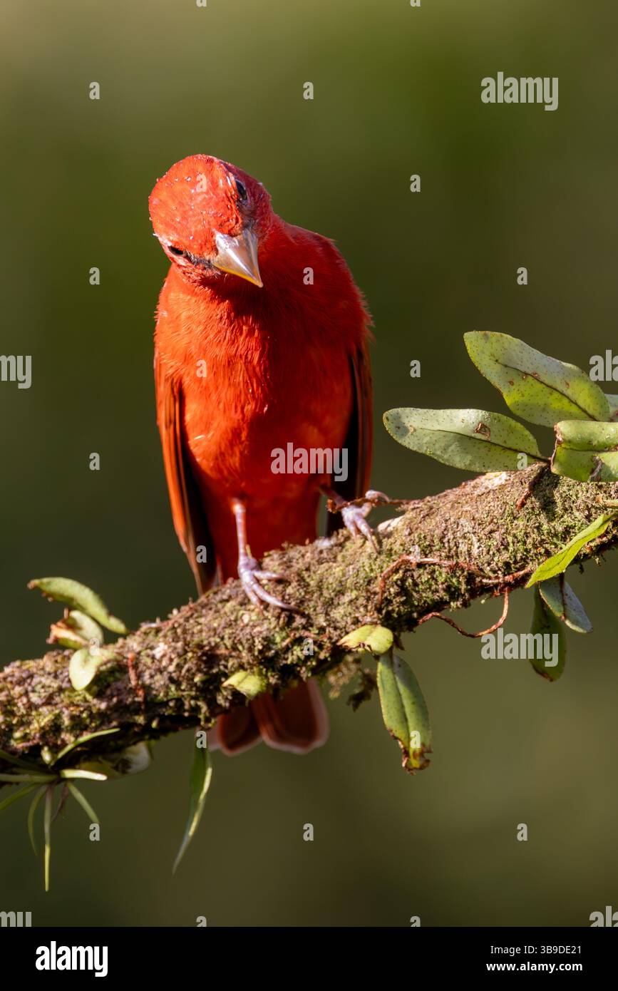 Summer tanager - male Stock Photo - Alamy