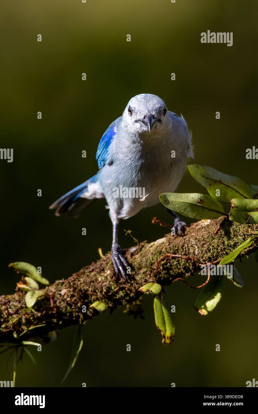 Blue grey tanager south america hi-res stock photography and images - Alamy