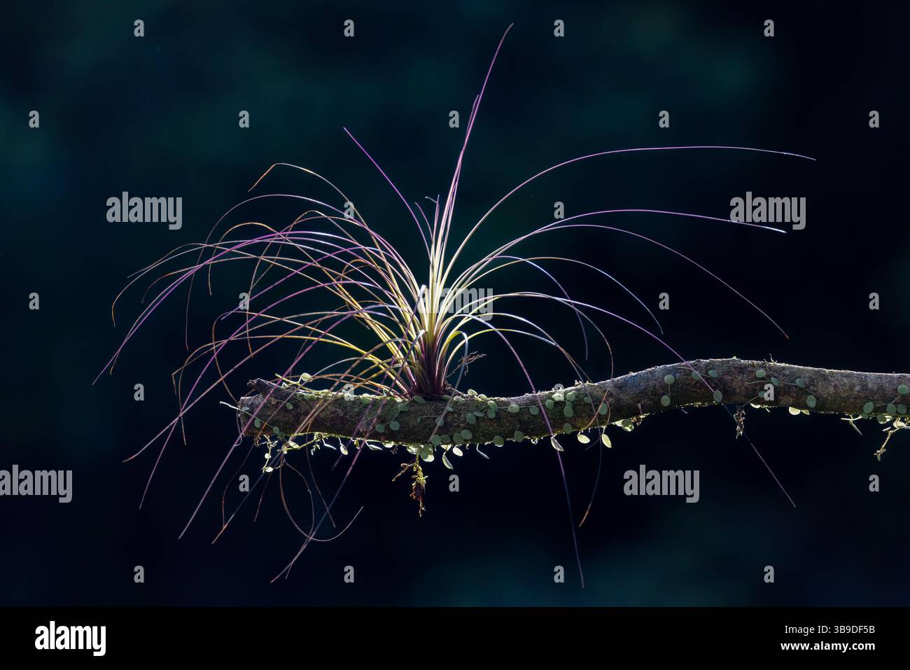 New world flora hi-res stock photography and images - Alamy