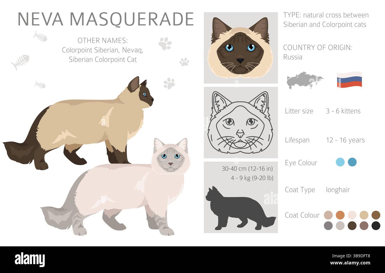 Neva Masquerade Cat clipart. All coat colors set. All cat breeds ...