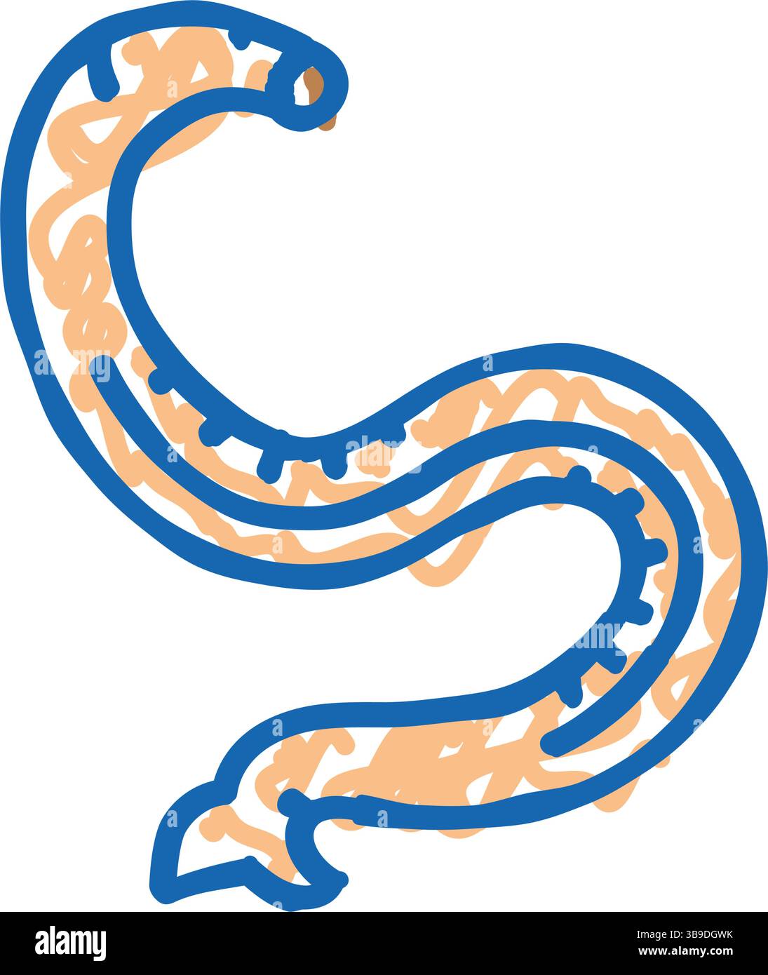 hookworm parasite icon doodle illustration Stock Vector Image & Art - Alamy