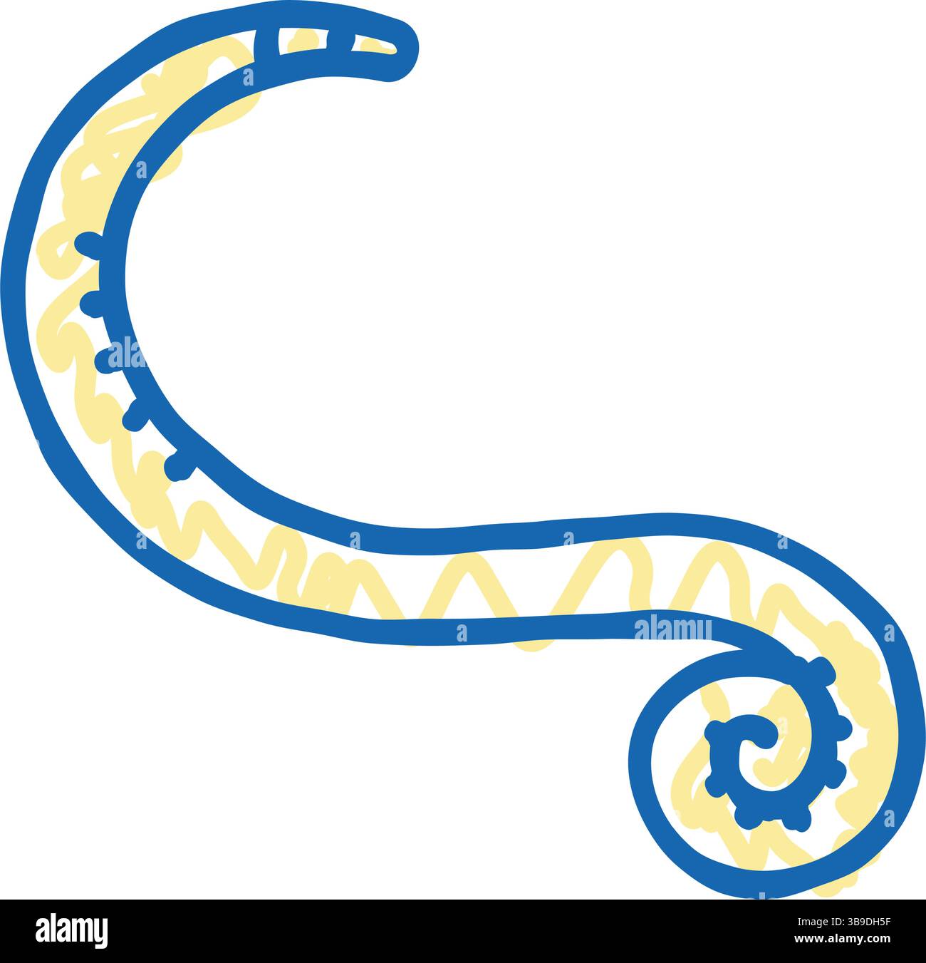 Human pinworm Stock Vector Images - Alamy