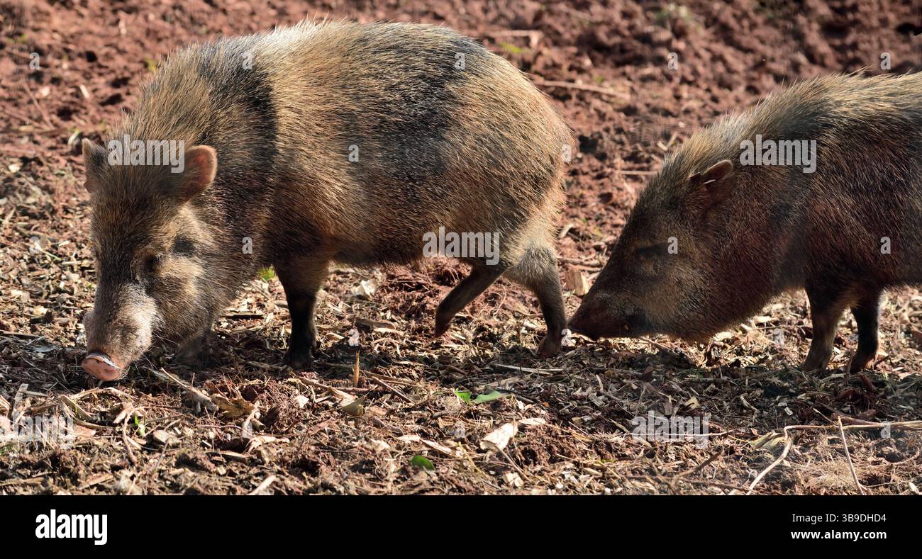Collared Peccaries at Paignton zoo Stock Photo - Alamy