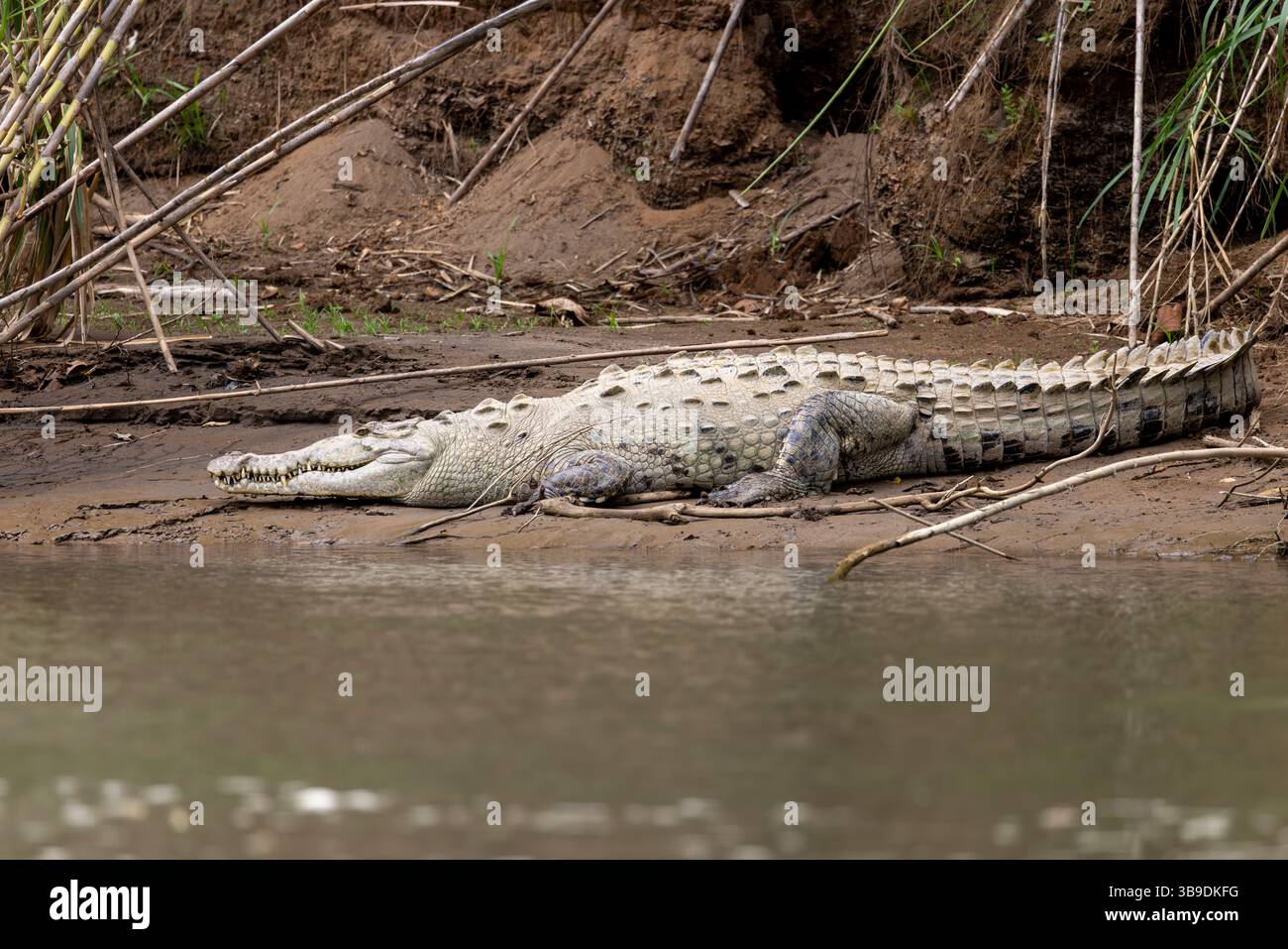 American crocodile - female Stock Photo - Alamy