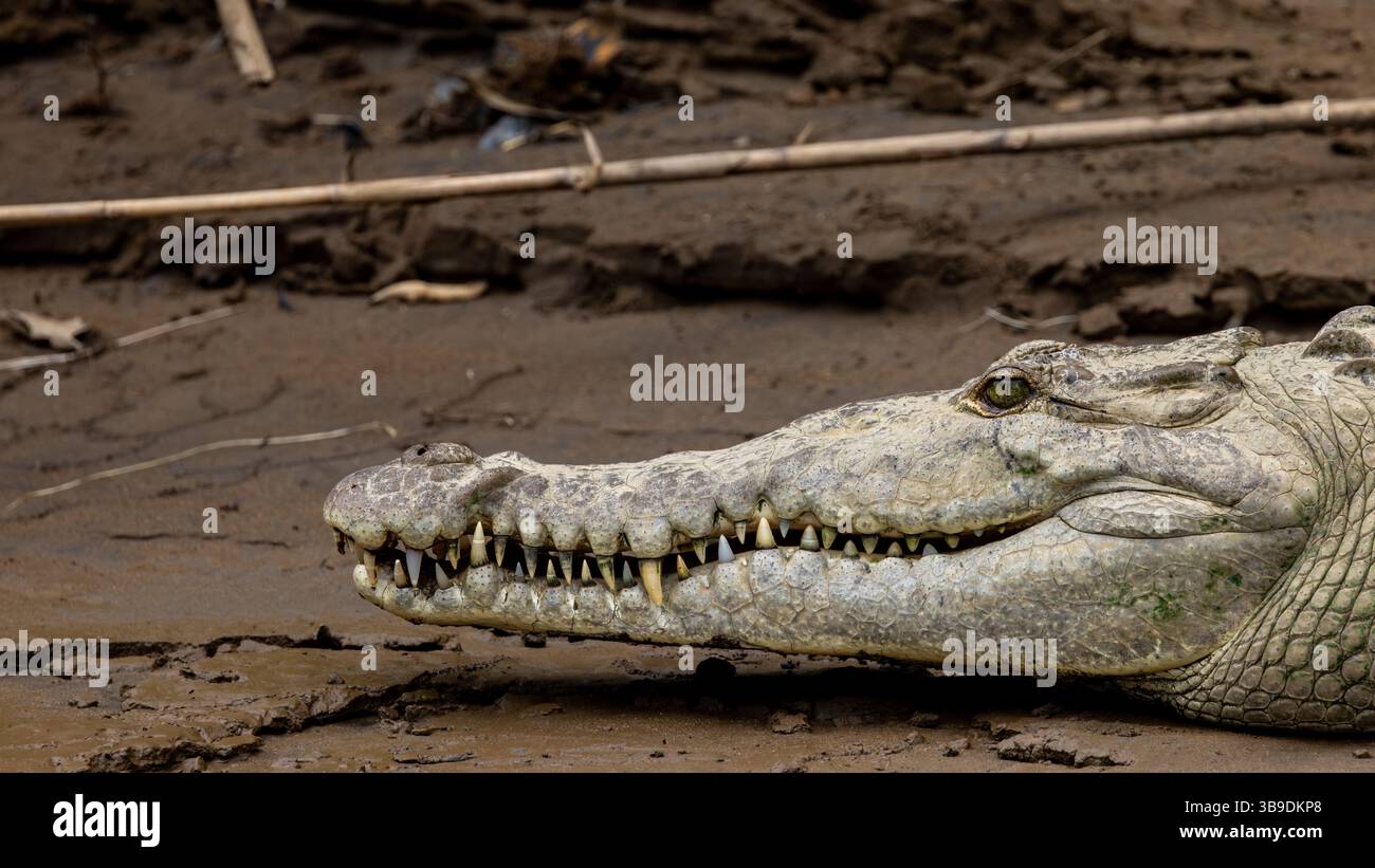 American crocodile - female Stock Photo - Alamy